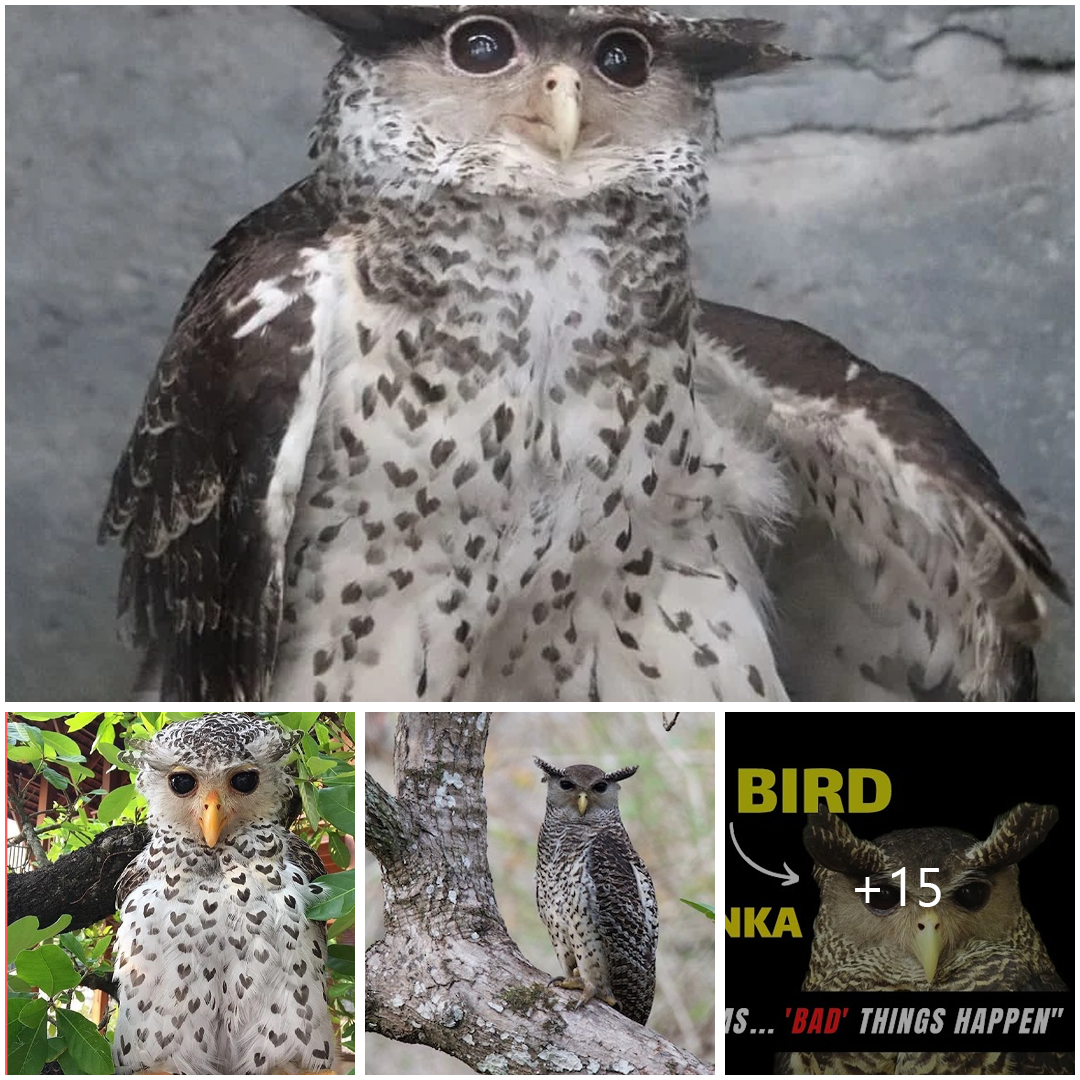 The Spot-Bellied Eagle Owl Known As The Devil Bird Of Sri Lanka - Best ...